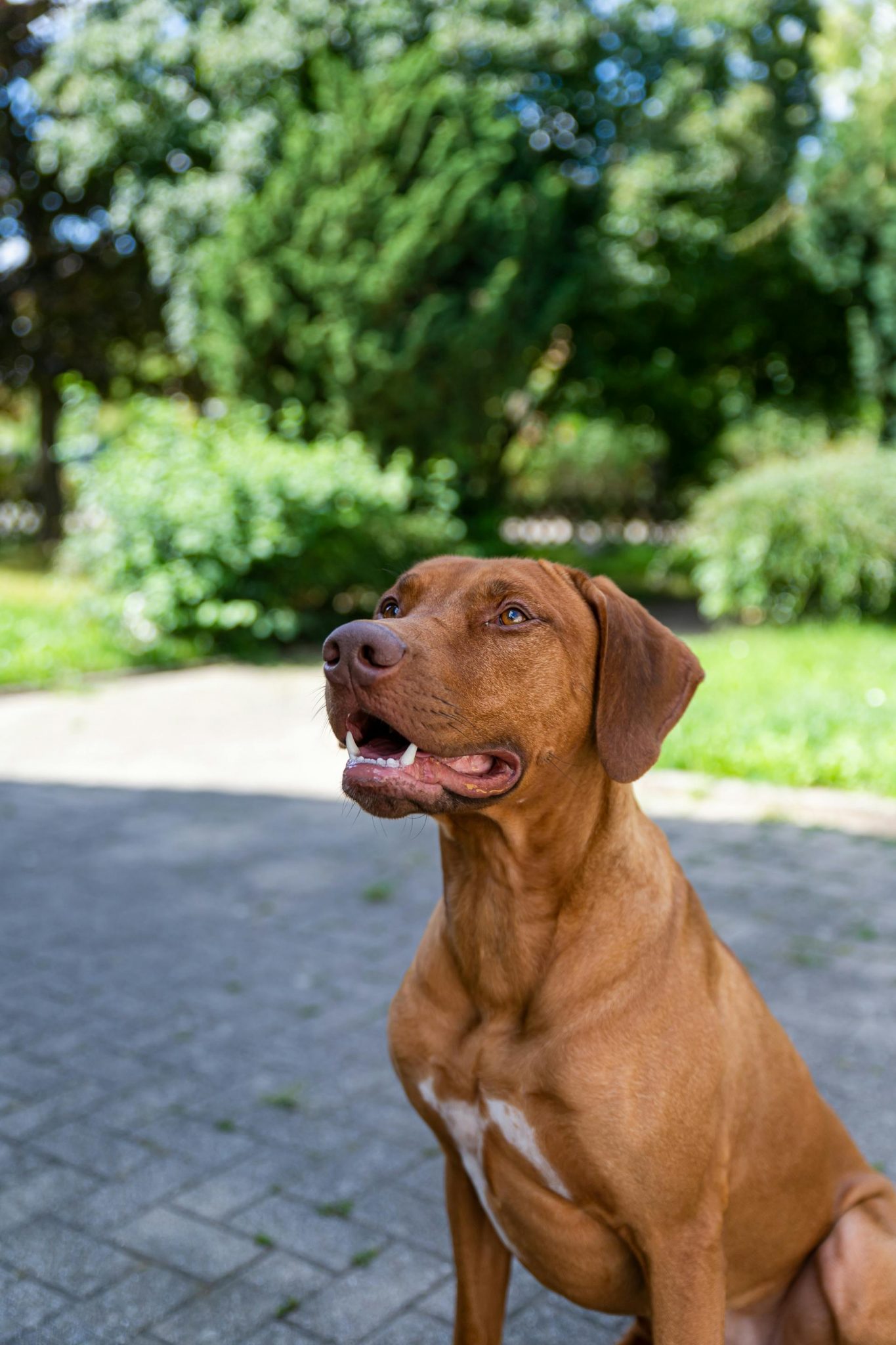 Rhodesian Ridgeback Vs Doberman: Comparing Two Loyal Protectors