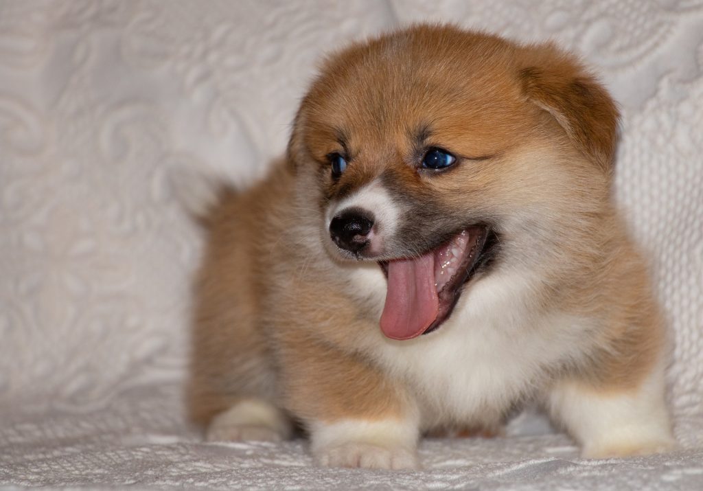 Meet The Fluffy Corgi: A Comprehensive Guide To The Unique Canine