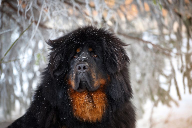 Tibetan Mastiff Vs Wolf: Canine Showdown And Comparison