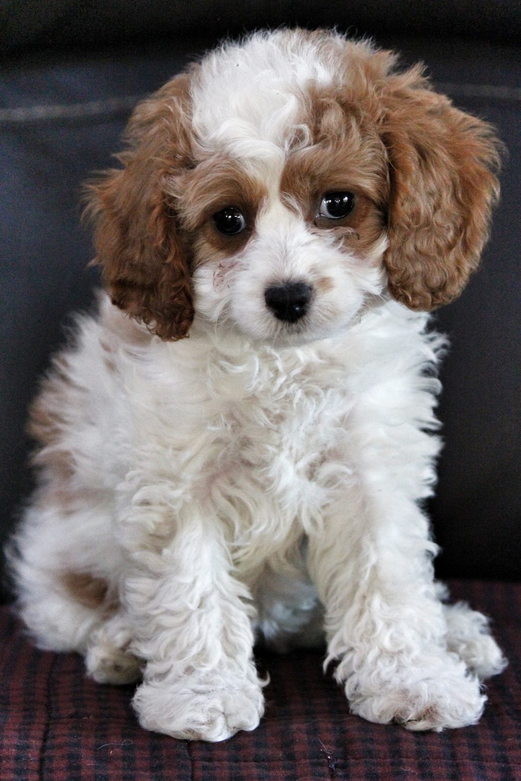 Cavapoo Vs Goldendoodle: How To Tell The Difference Between Fluffy Friends?