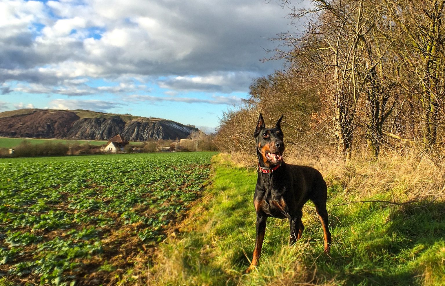 Doberman Vs Boerboel: Which Is The Better Guard Dog And Family Pet?