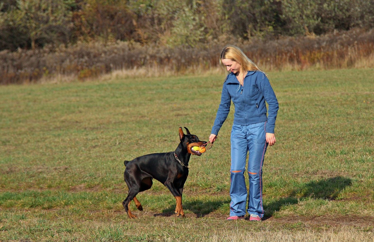 Doberman Vs Boerboel: Which Is The Better Guard Dog And Family Pet?
