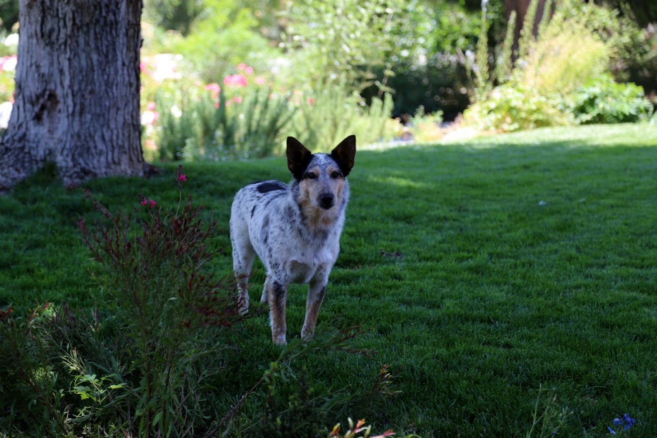 Mini Blue Heeler Vs Standard: What Do We Know Of The Miniature Heeler ...