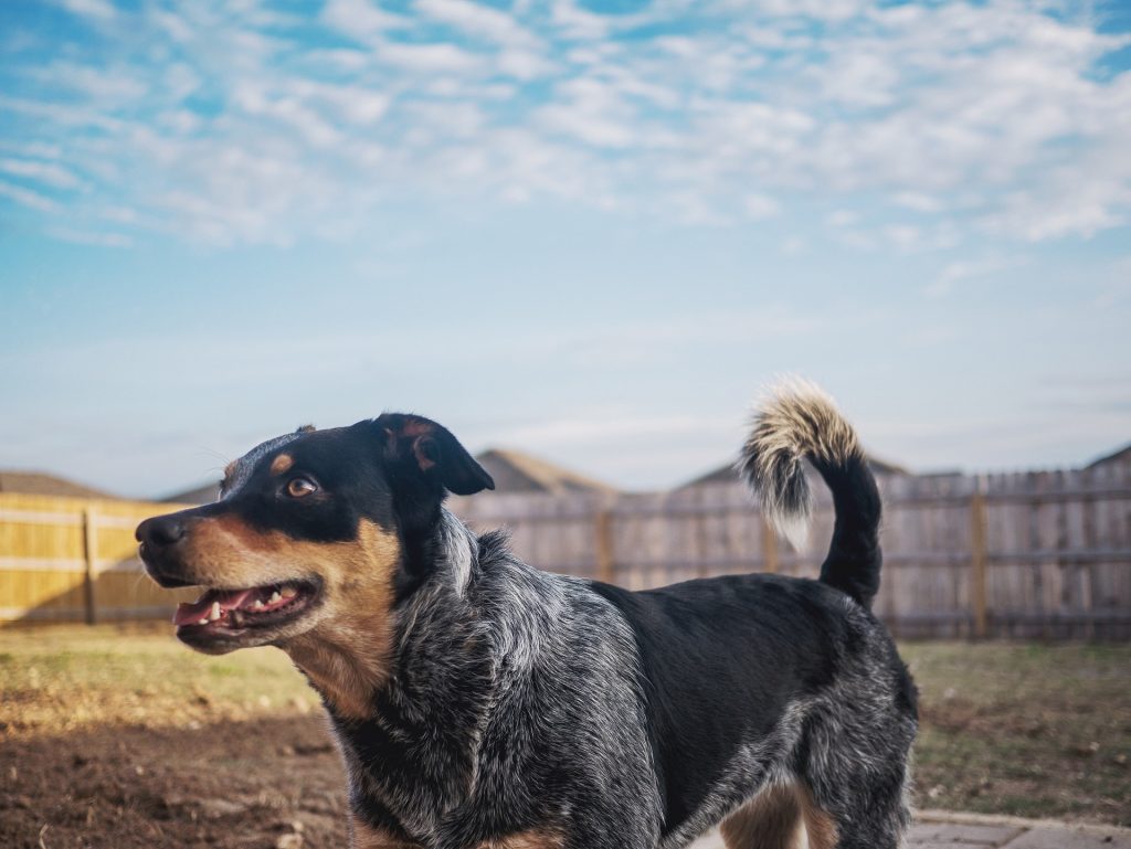 Mini Blue Heeler Vs Standard: What Do We Know Of The Miniature Heeler ...