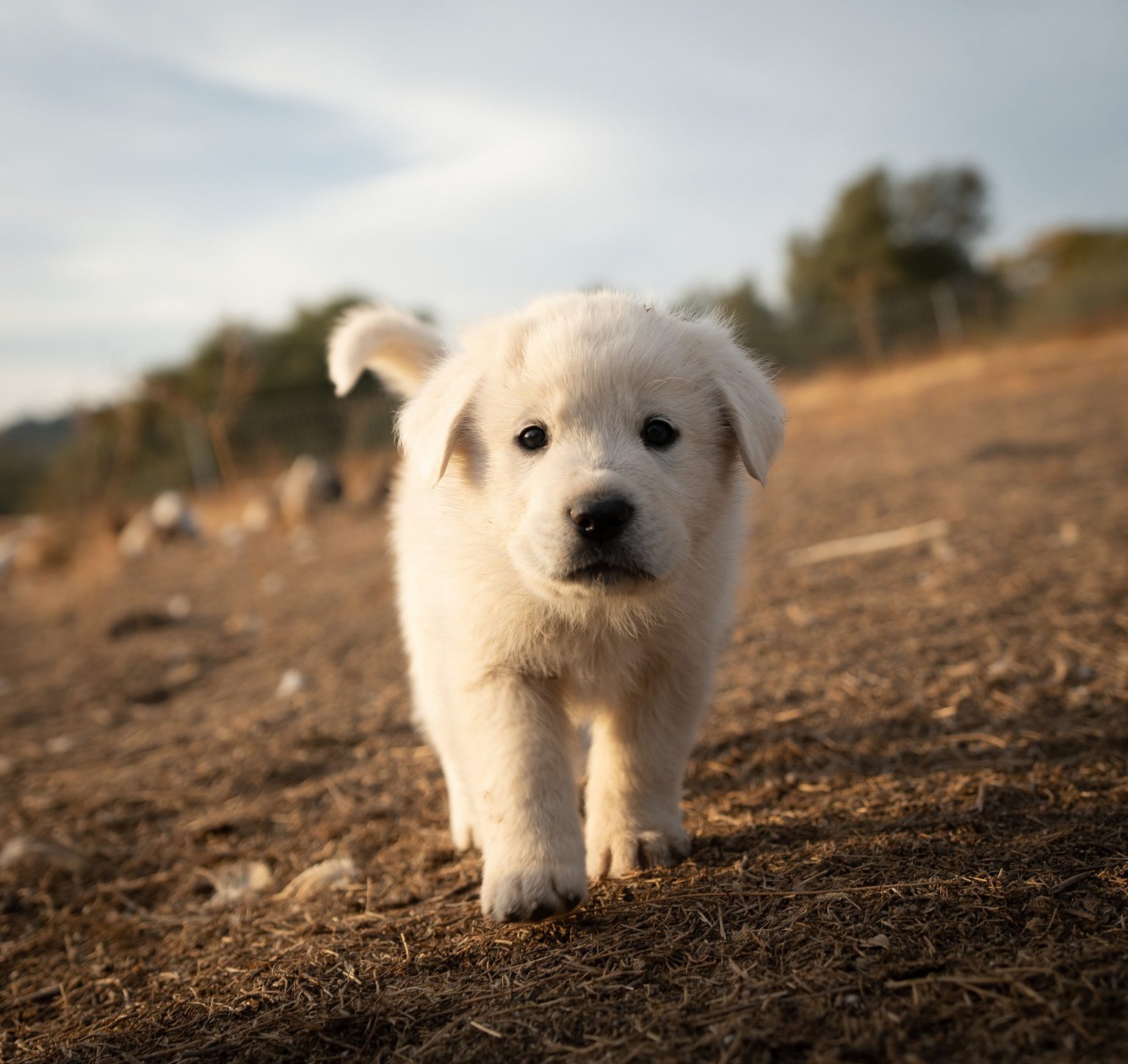 Maremma Vs Great Pyrenees: Can You Tell The Difference Between Sheepdogs?