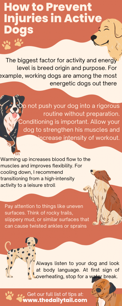 How To Prevent Injuries In Active Dogs And Learn To Listen Your Dog!