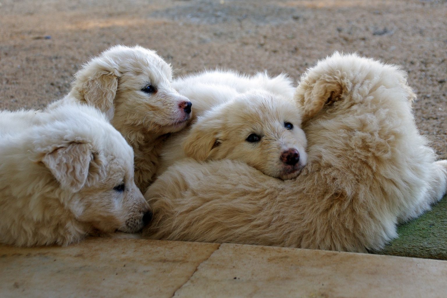 Maremma Vs Great Pyrenees: Can You Tell The Difference Between Sheepdogs?
