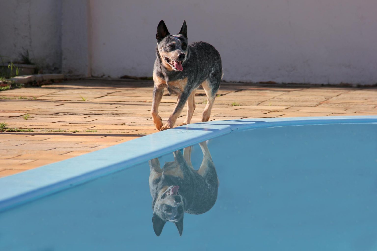 Mini Blue Heeler Vs Standard: What Do We Know Of The Miniature Heeler ...