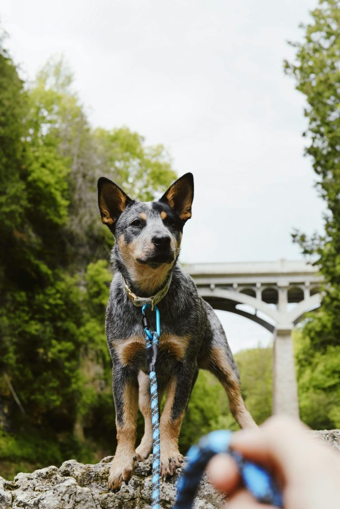 Mini Blue Heeler Vs Standard: What Do We Know Of The Miniature Heeler ...