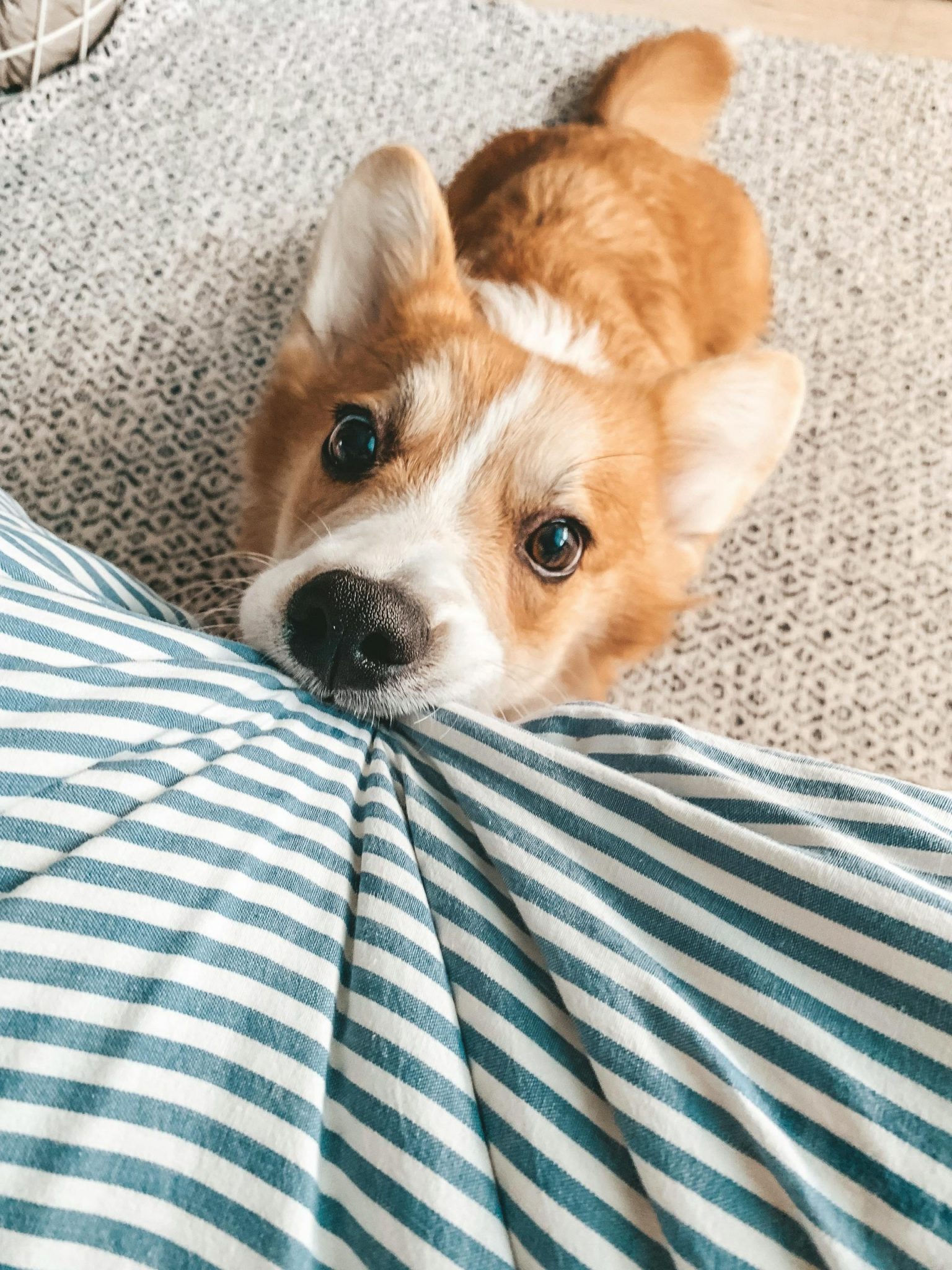 Help! My Puppy Won't Stop Nipping: Solutions And Advice