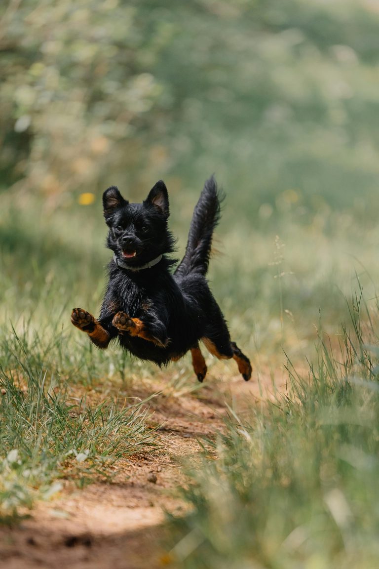 How To Prevent Injuries In Active Dogs And Learn To Listen Your Dog!