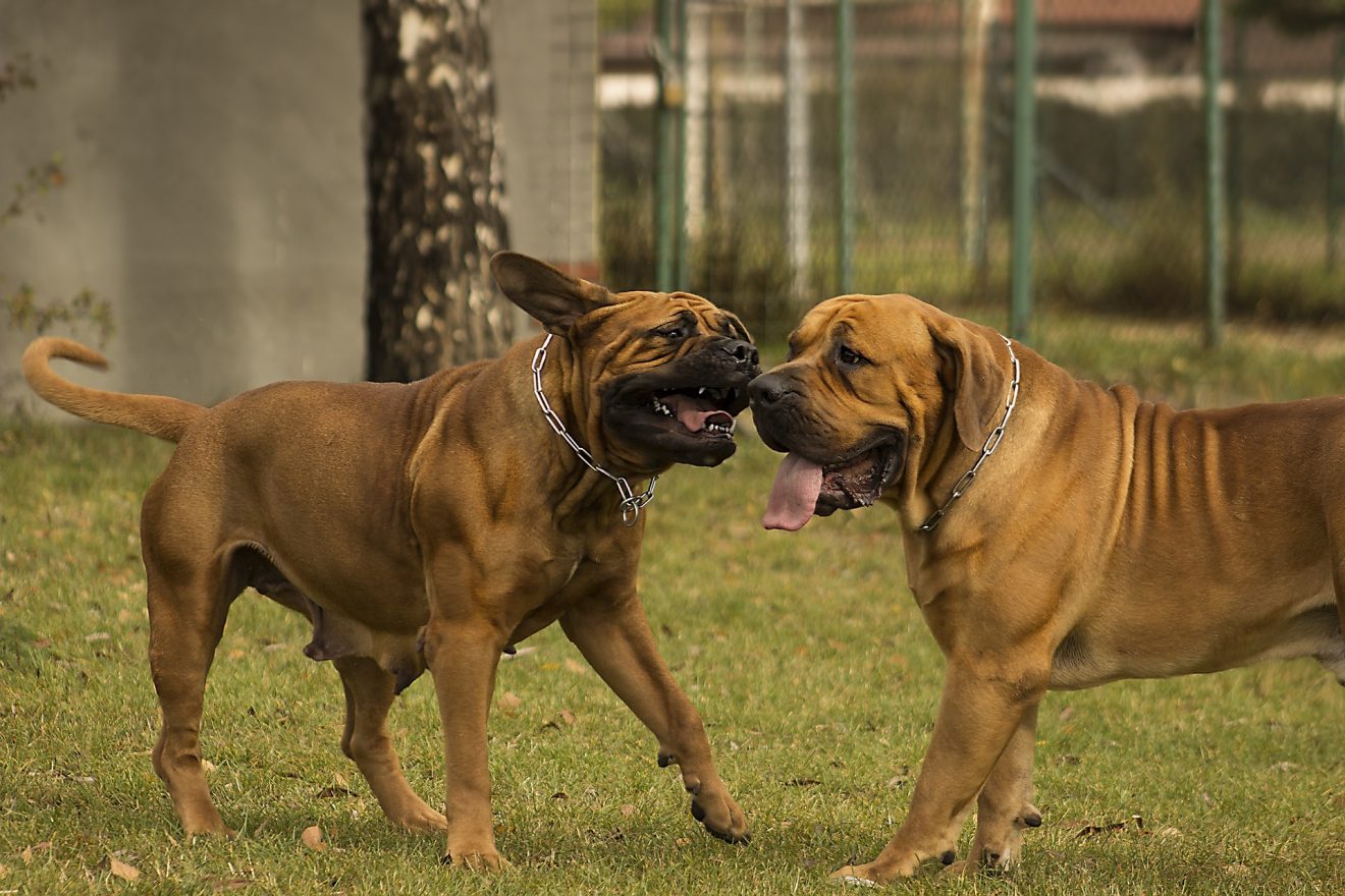 Doberman Vs Boerboel: Which Is The Better Guard Dog And Family Pet?