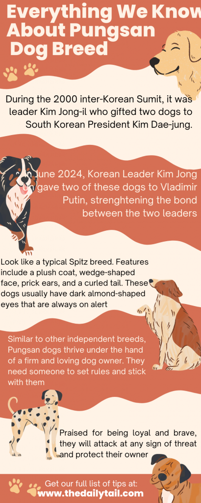 Everything We Know About Pungsan Dog – The Latest Gift To Vladimir Putin