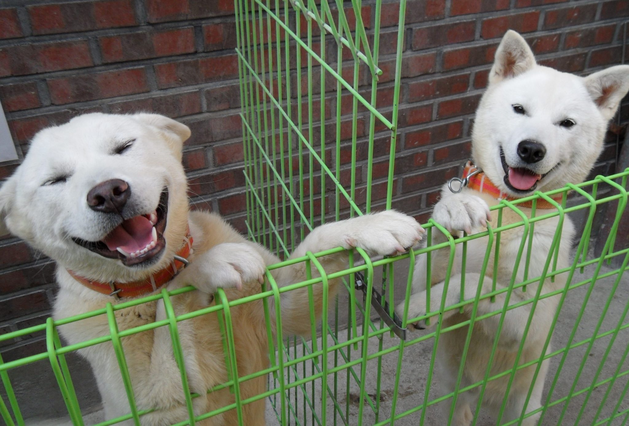 Everything We Know About Pungsan Dog – The Latest Gift To Vladimir Putin