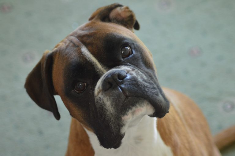German Boxer Vs American Boxer - Are There Different Boxer Breeds?