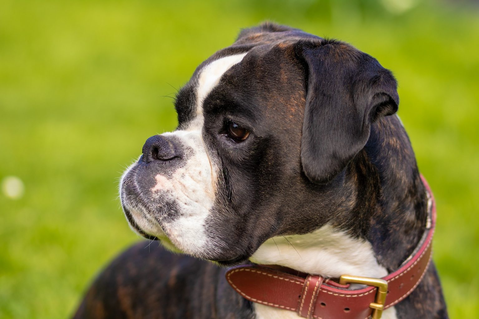 German Boxer Vs American Boxer - Are There Different Boxer Breeds?