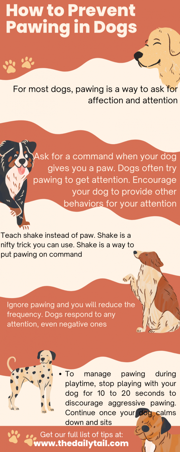 Pawing For Attention: What Your Dog’s Paws Really Mean
