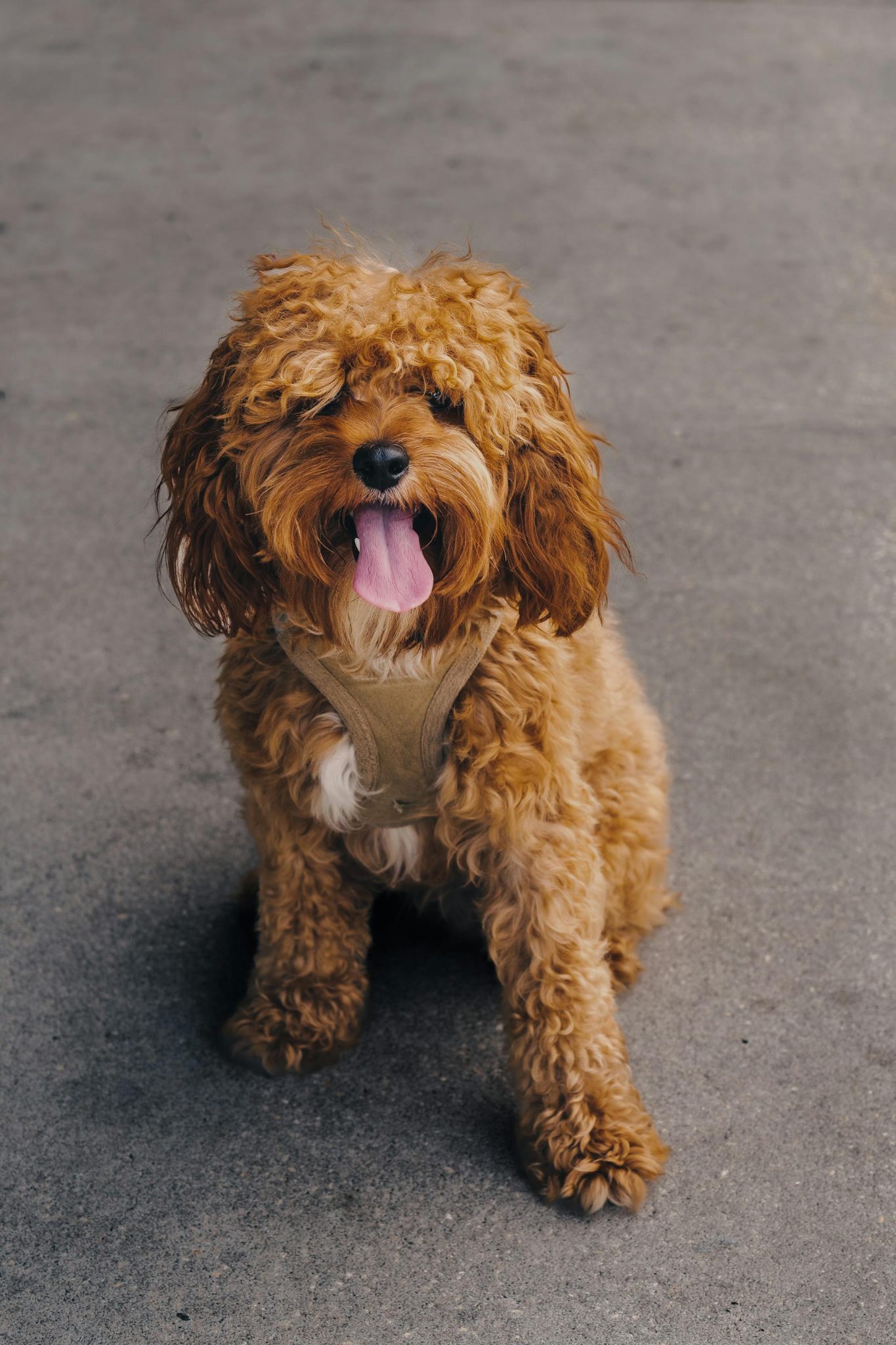 Havapoo Vs Cavapoo: How To Tell The Difference Between Poodle Mixes?