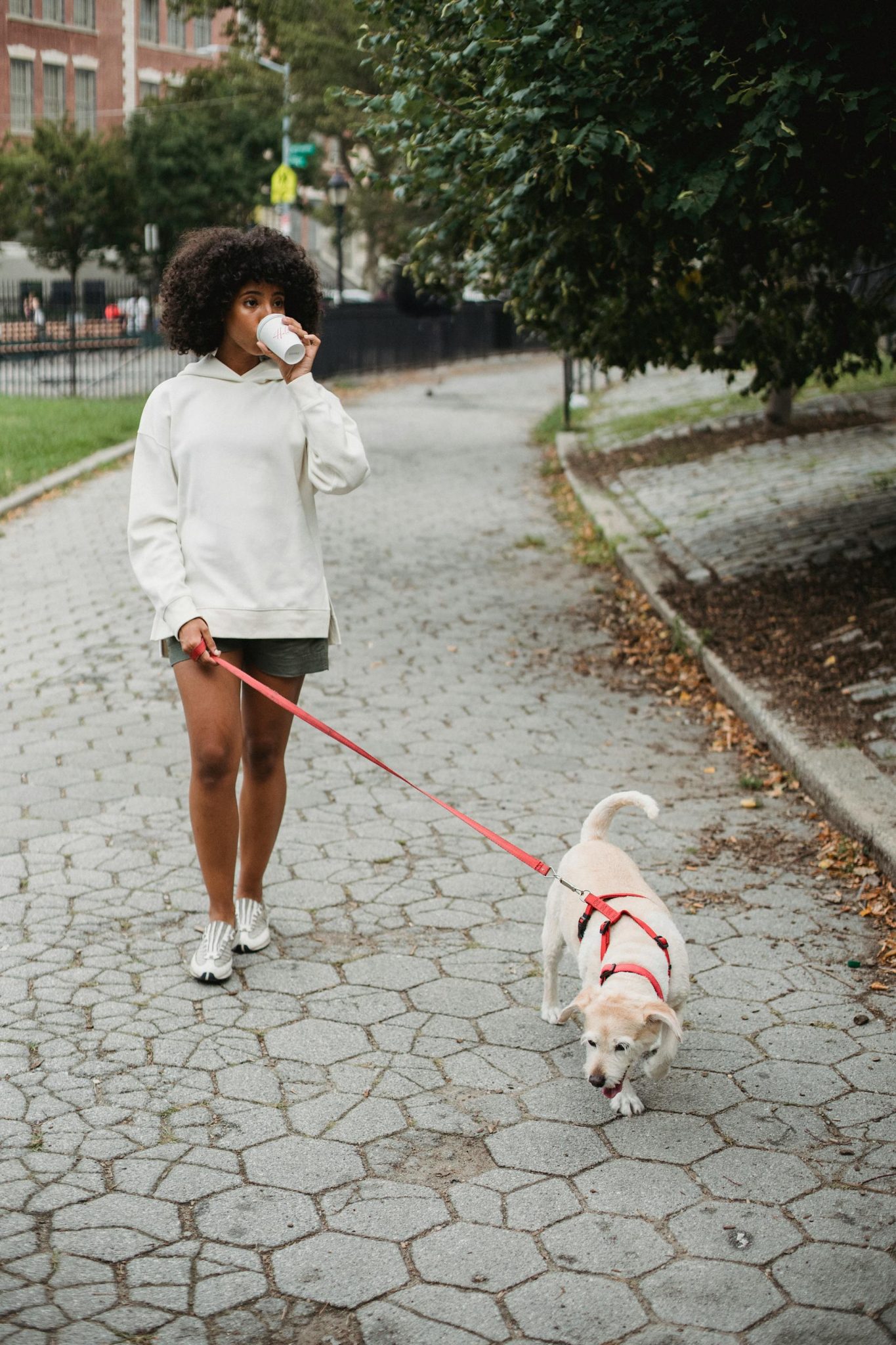 How To Walk Your Dog In Unfamiliar Places?