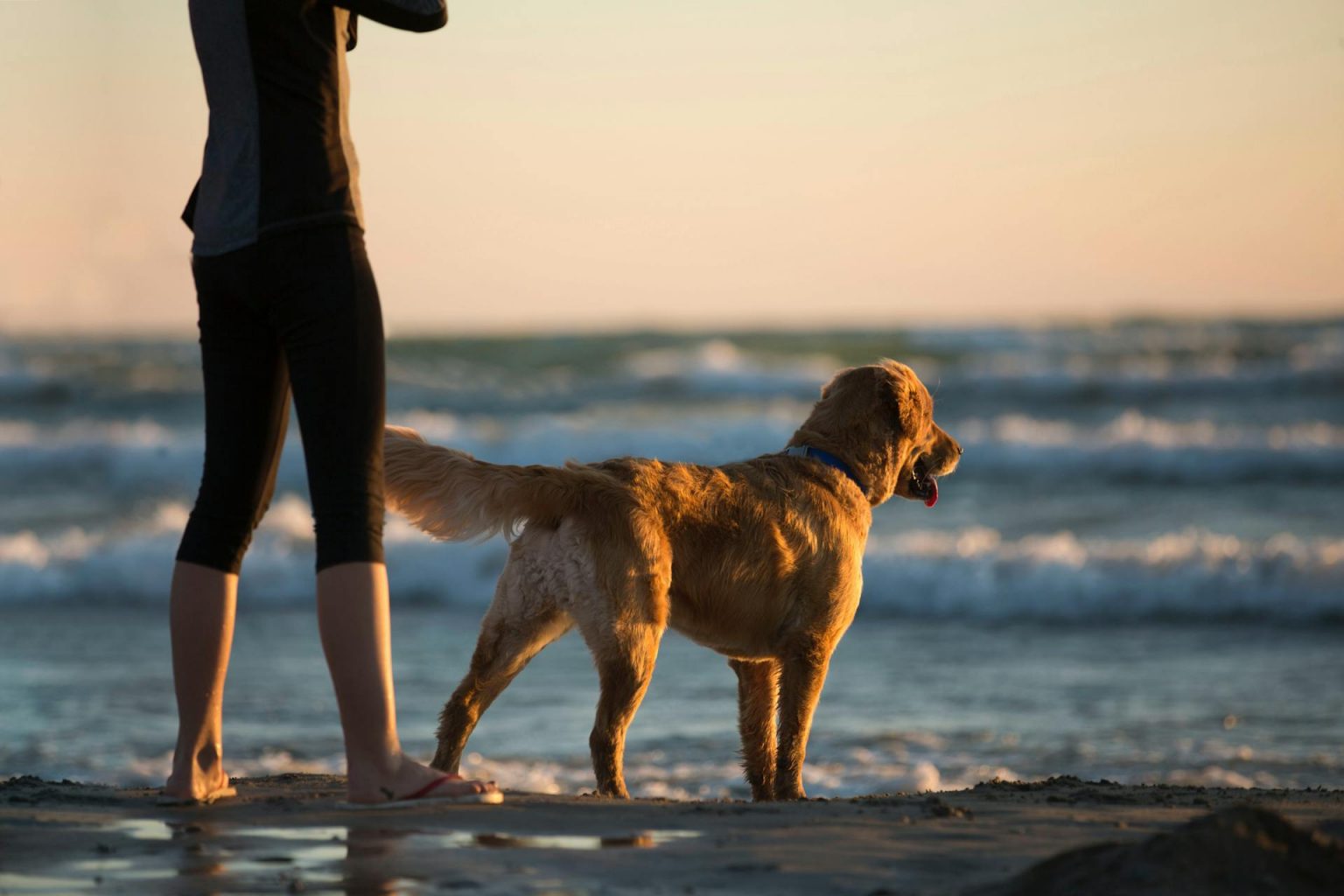 Male Vs Female Golden Retriever: Understanding The Key Differences ...