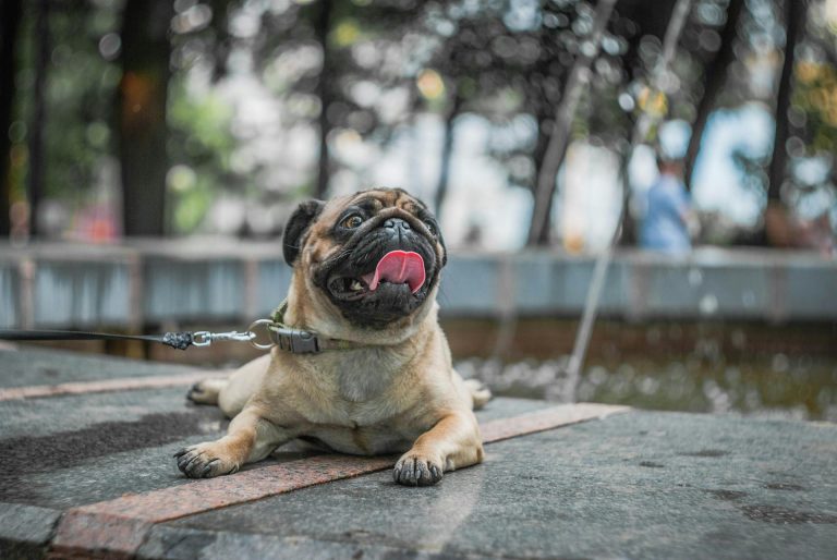 Retro Pug Vs Pug: How Much Healthier Is The Retro Pug?