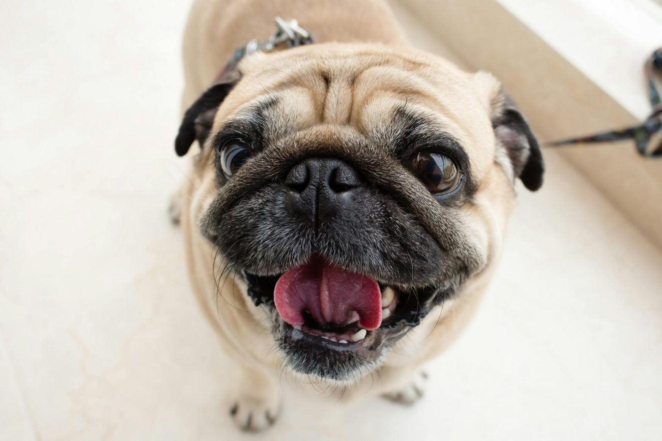 Retro Pug Vs Pug: How Much Healthier Is The Retro Pug?