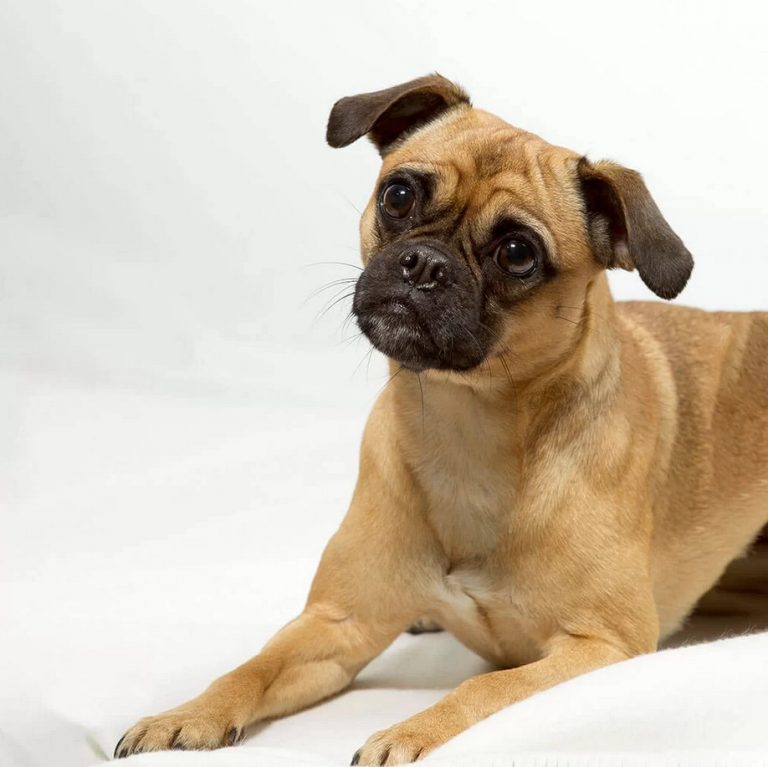 Retro Pug Vs Pug: How Much Healthier Is The Retro Pug?