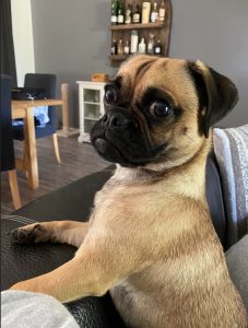 Retro Pug Vs Pug: How Much Healthier Is The Retro Pug?