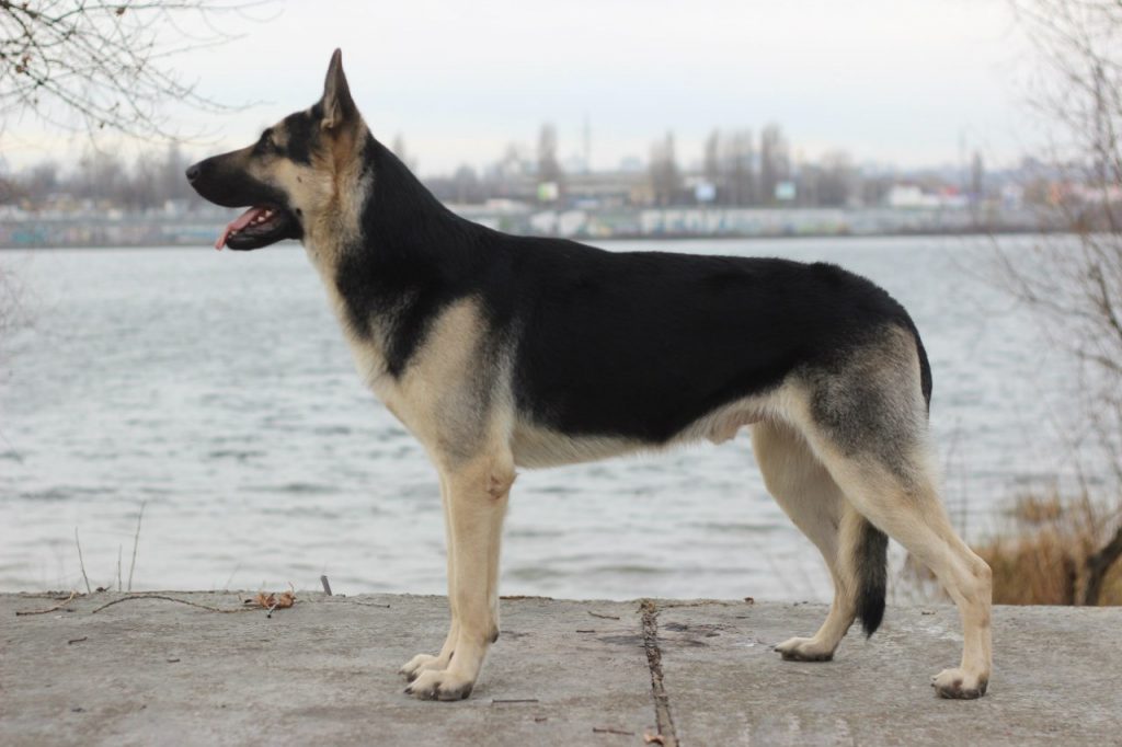 Eastern European Shepherd Vs German Shepherd: How To Choose Your Next ...