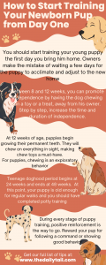 Puppy Training 101: How To Start Training Your Newborn Pup From Day One