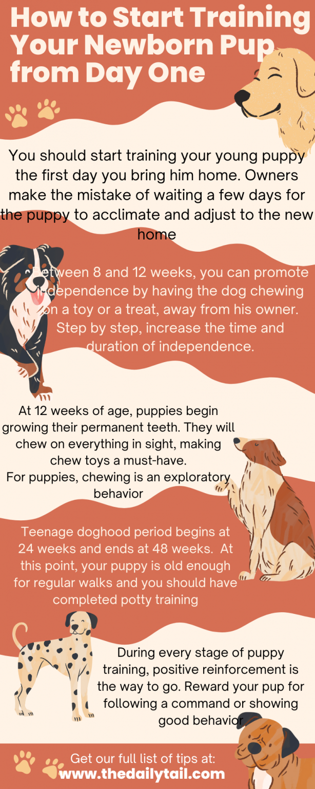 Puppy Training 101: How To Start Training Your Newborn Pup From Day One