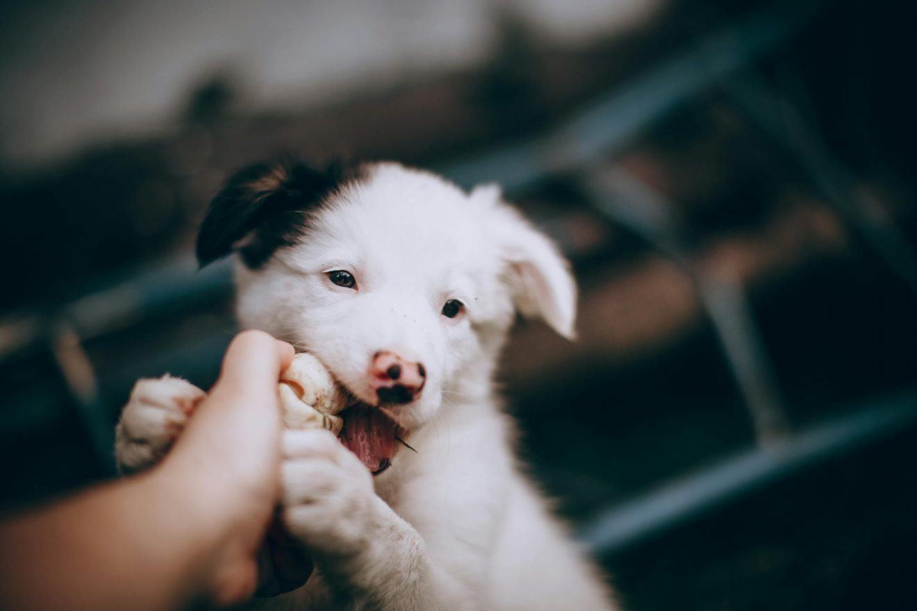 Puppy Training 101: How To Start Training Your Newborn Pup From Day One