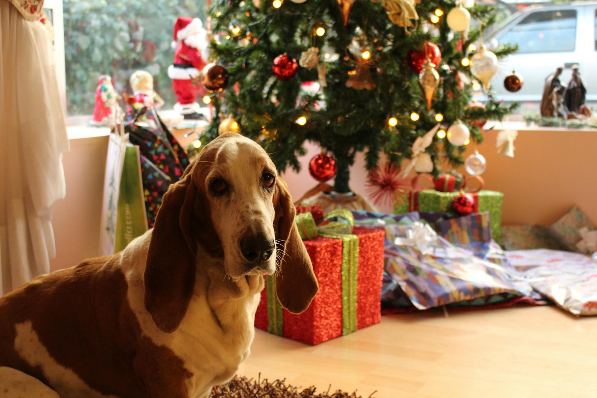 Furry Festivities: How To Celebrate Christmas With Your Dog