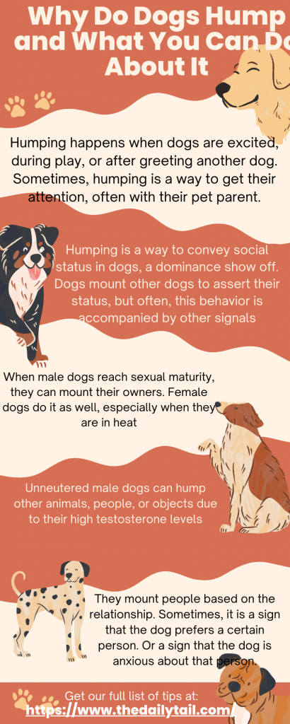 Why Do Dogs Hump And What You Can Do About It