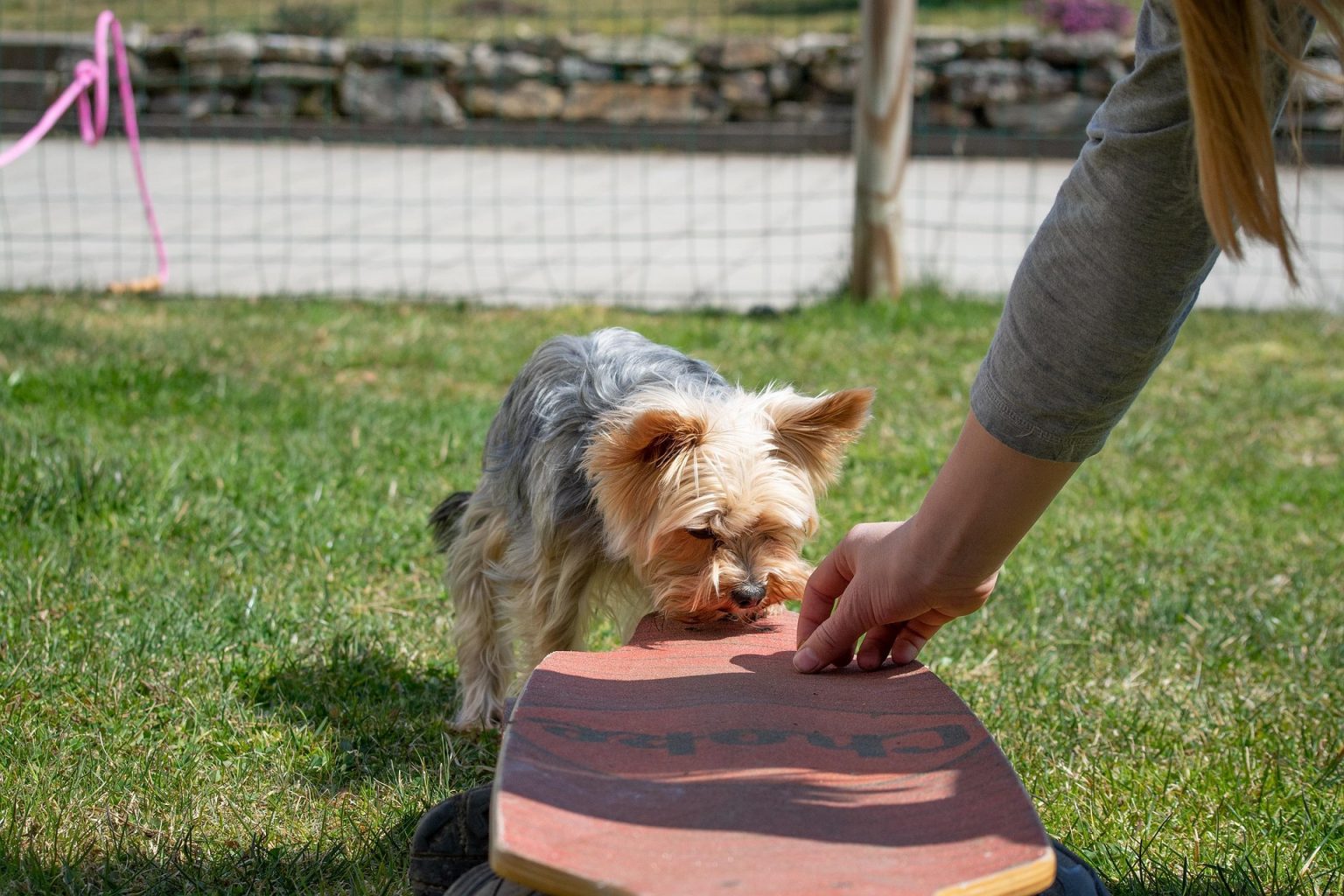 Tired Of The Same Routine? Try These Fun Dog Date Ideas