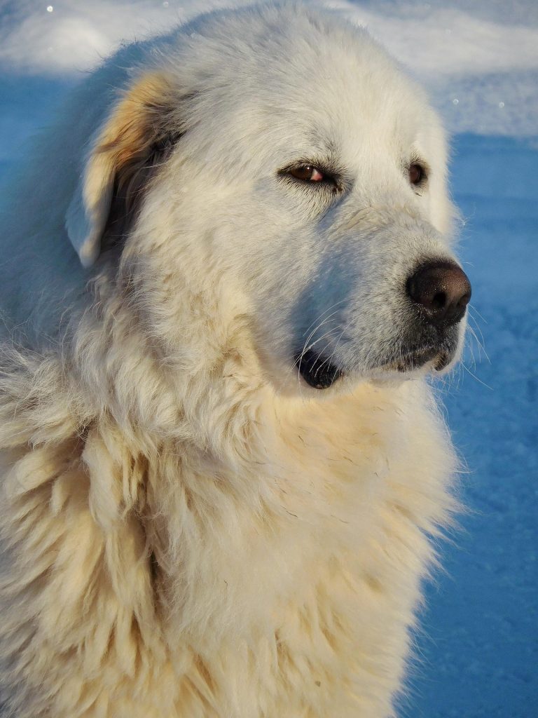 Great Pyrenees Vs Samoyed: Get Your White Fluffy Cuddly Bear