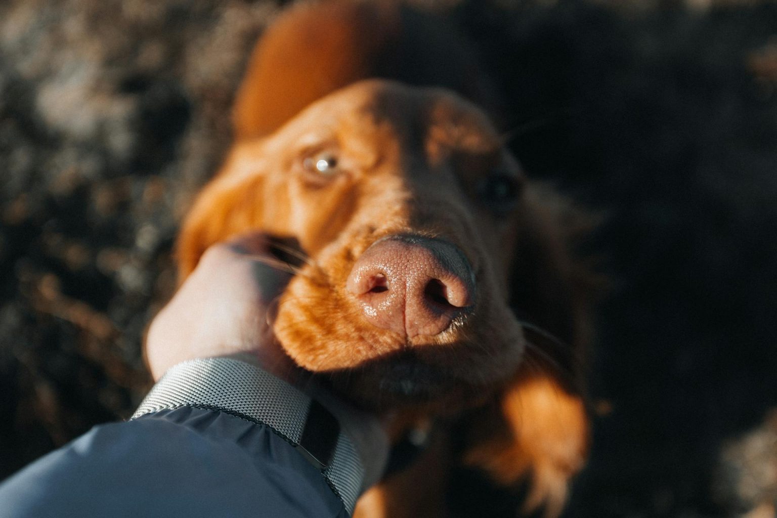 Think Twice Before You Pat A Dog’s Head—Here’s Why They Hate It