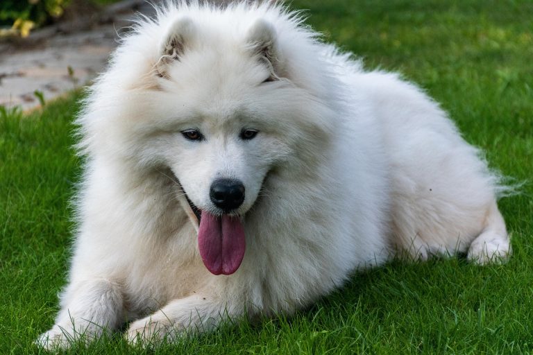 Great Pyrenees Vs Samoyed: Get Your White Fluffy Cuddly Bear