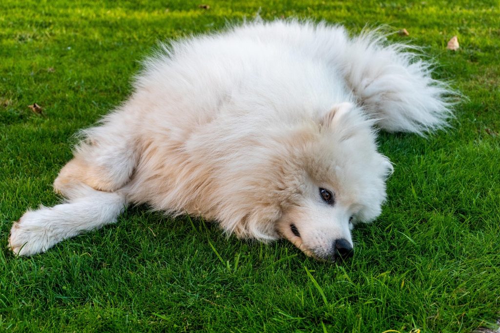 Great Pyrenees Vs Samoyed: Get Your White Fluffy Cuddly Bear