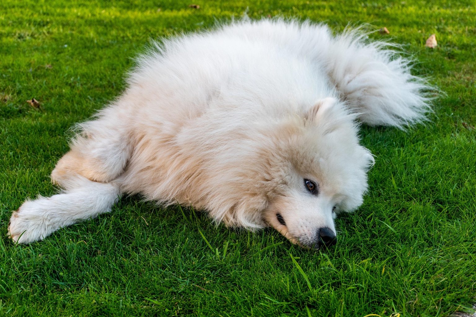 Samoyed Vs Akita: The Honest Guide For Future Dog Owners