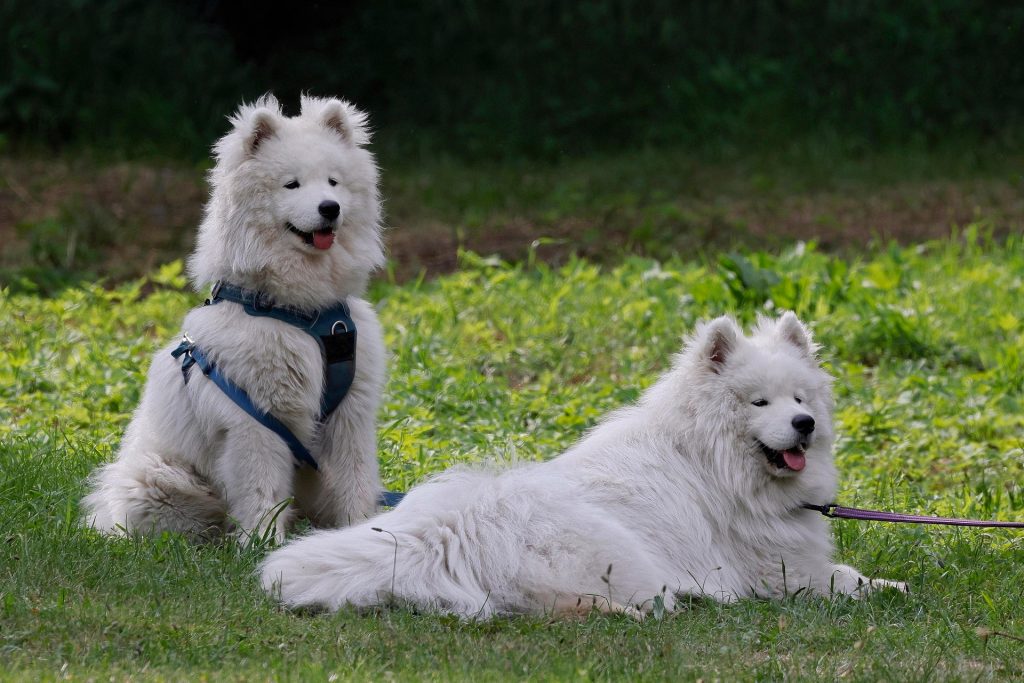 Samoyed Vs Akita: The Honest Guide For Future Dog Owners