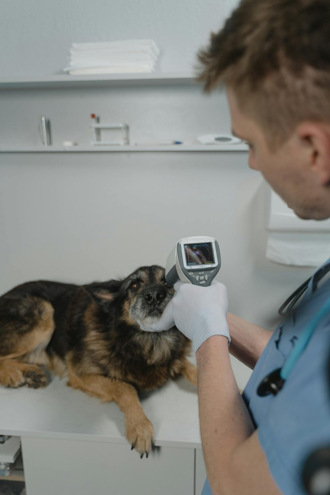 How SOAP Notes Improve Canine Patient Care In Veterinary Practice