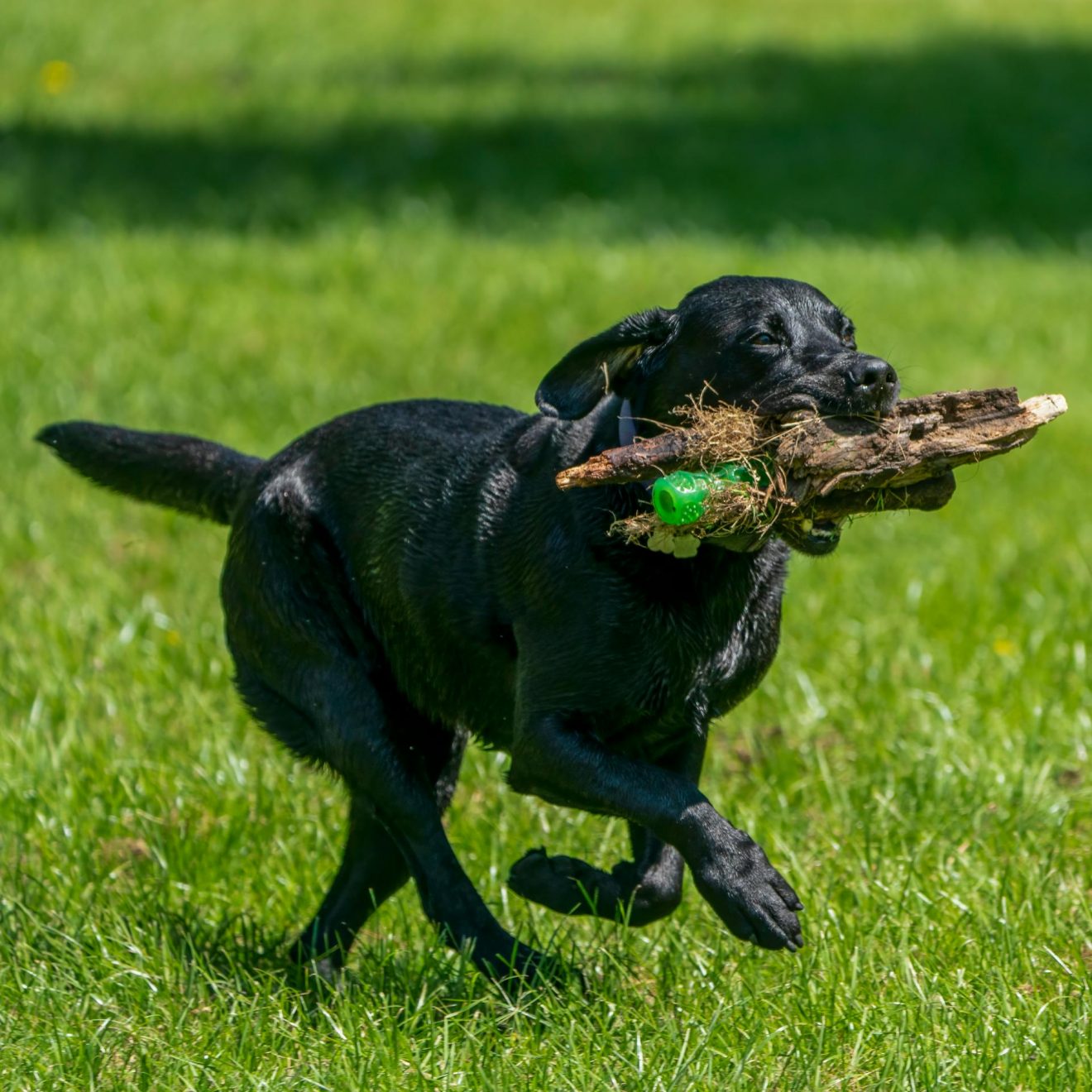 What Prey Drive Really Means For Your Dog's Behavior